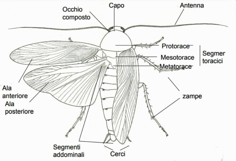 Gli Insetti - Morfologia