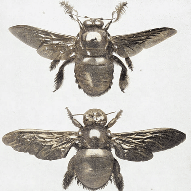 Xylocopa Violacea l'ape legnaiola o carpentiere