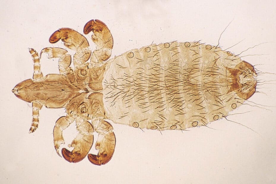 Parassiti del bestiame: Lignonatus vituli, il pidocchio dei bovini