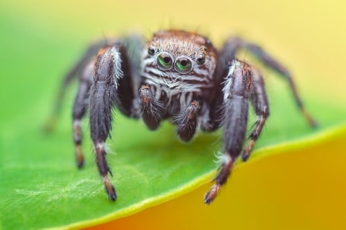Entomologia, Una Passione Un Lavoro!