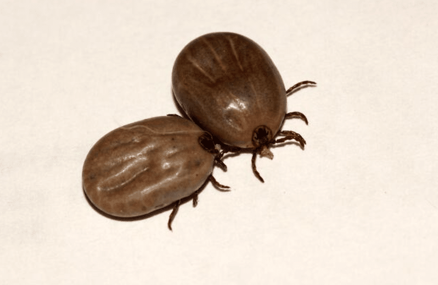 Ixodidae o zecche dure: punture, prevenzione e nuove scoperte