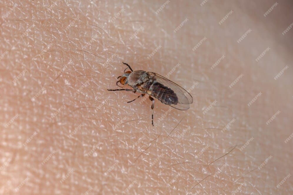 Mosca nera (Simuliidae): analisi e controllo del parassita