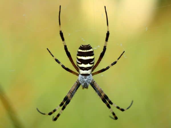 Esplorazione affascinante nel mondo dei ragni