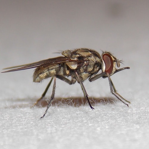 Stomoxys calcitrans, la mosca delle stalle: analisi e contromisure